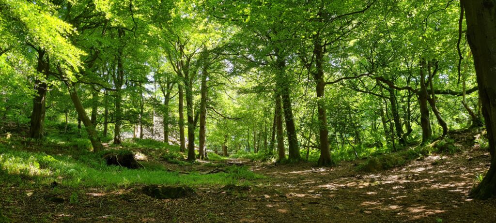 Home - Conlig Nature Reserve